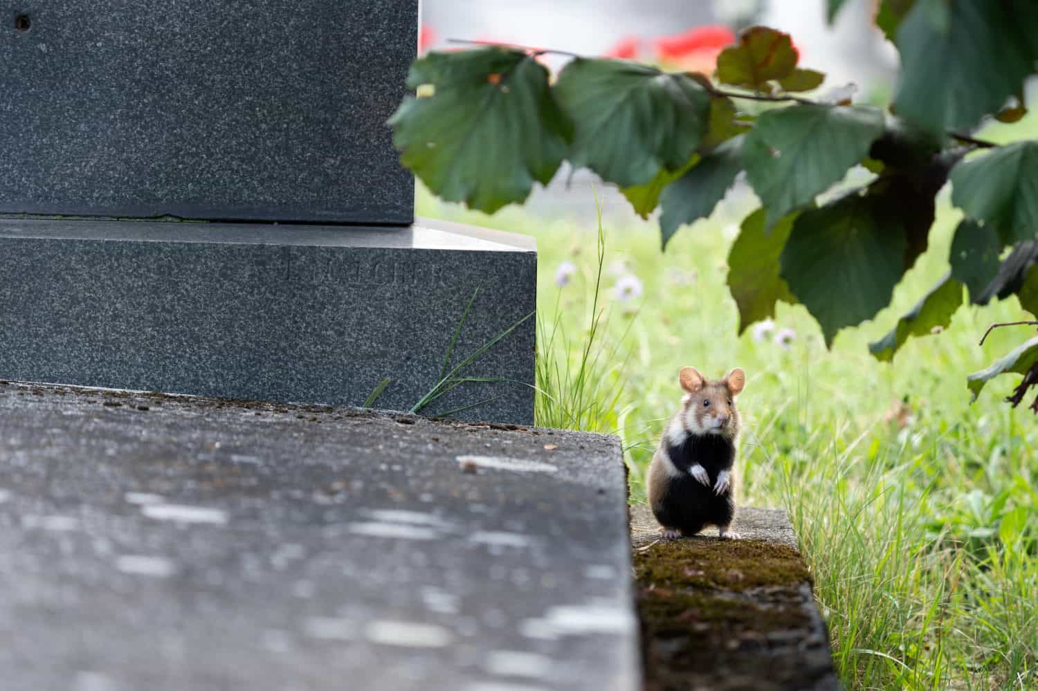The Wild Hamster That Grows 3X the Size of Its Domesticated Relatives ...