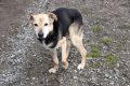 The Rare Condition That Gives Some Dogs Almost No Neck and a Shortened ...