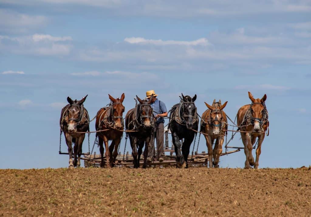 Why Missouri’s Economy Hitched Its Fate to a Hybrid Animal That Refused ...