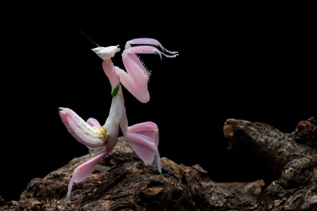 Orchid Mantis: The Expensive Exotic Insect You Thought Was a Flower - A ...