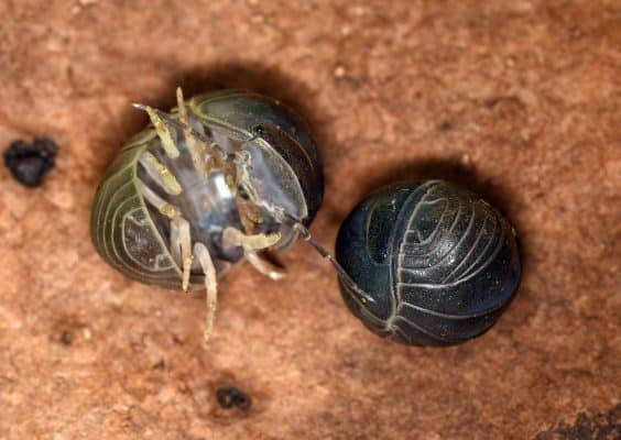 The Evolution of Pill Bugs’ Rolling Defense—and When It Doesn’t Work ...