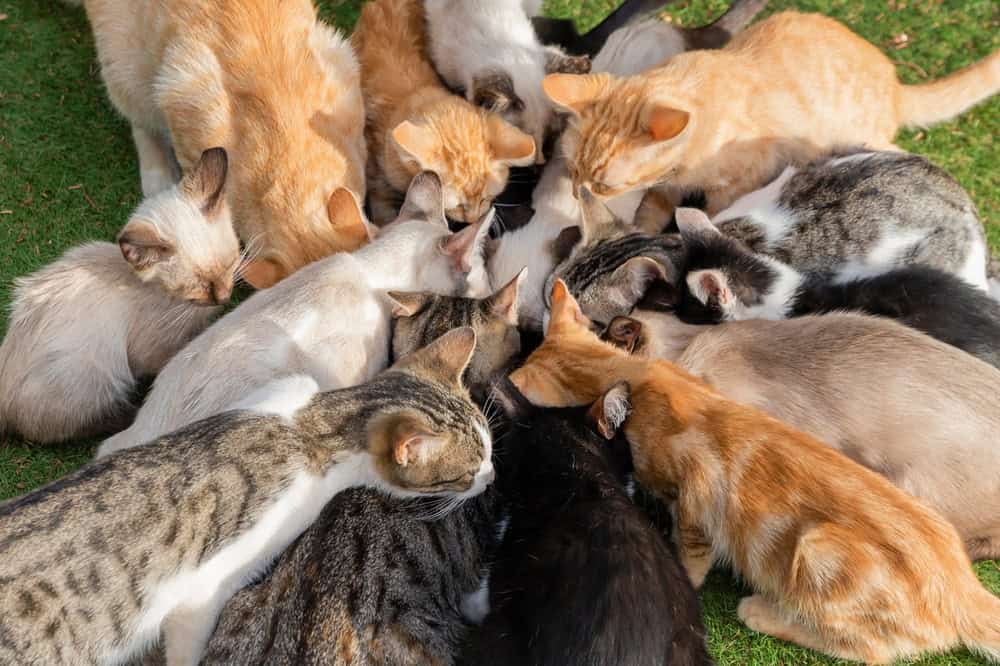 A Cat Trained to Fist Bump? Here's What Experts Say - A-Z Animals
