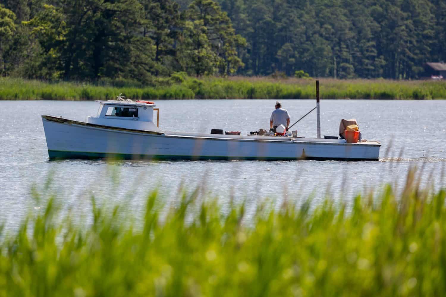 Claws, Culture, and Coastlines: How the Blue Crab Became Maryland’s ...