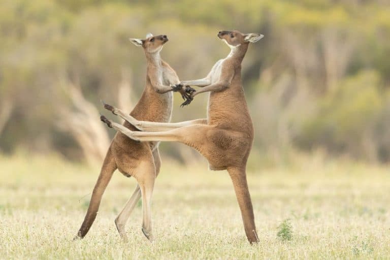 South Carolina’s Exotic Animal Laws: What’s Legal to Own and What’s Not ...