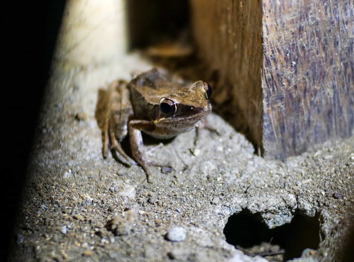 This Alaskan Frog Freezes Solid Every Winter, Then Comes Back to Life ...