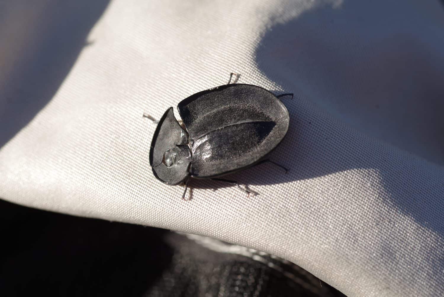 This Flat Beetle Looks Like a Tiny Pie Dish and It’s Built for Survival ...