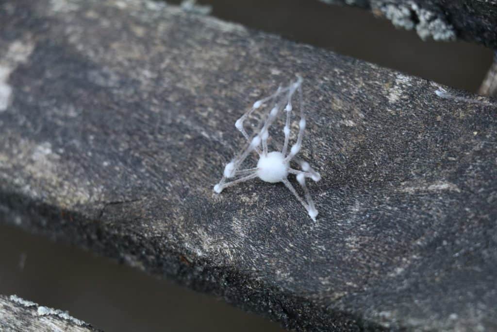 How a Hidden Fungus Outsmarts Spiders—And Why It’s Named for David ...