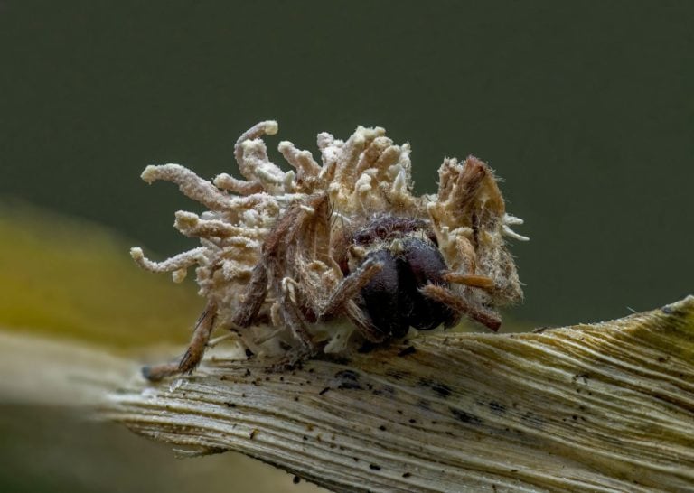 How a Hidden Fungus Outsmarts Spiders—And Why It’s Named for David ...