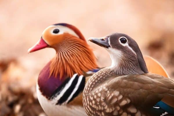 The Evolutionary Maze: How Female Ducks Use "Reverse-Spiral" Anatomy to ...