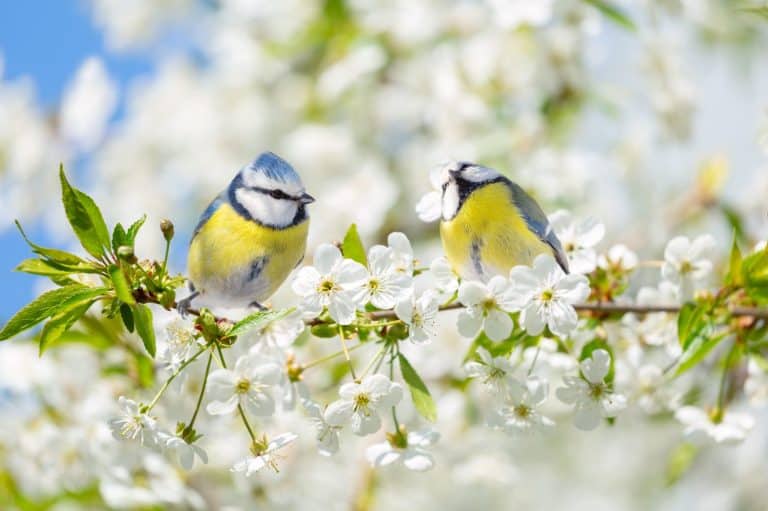 April Is When the Sky Fills Up: How Spring Bird Migration Really Works ...