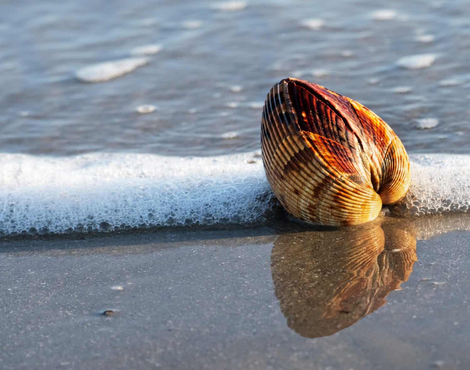 The Overlooked Shellfish That Cleans the Ocean and Has a Surprising ...
