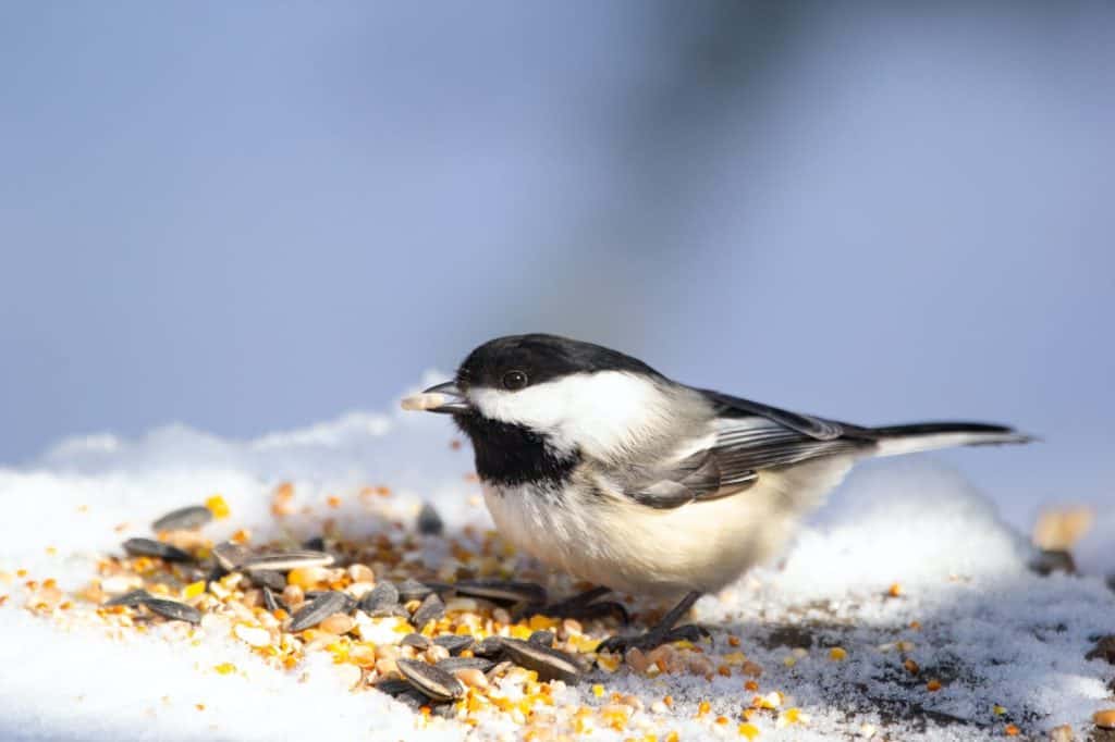 Survive or Starve: How Chickadees Rewrite Their Brains Each Winter - A ...