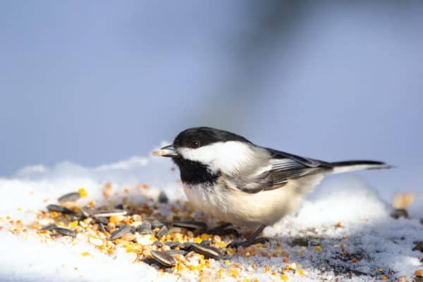 Survive or Starve: How Chickadees Rewrite Their Brains Each Winter - A ...