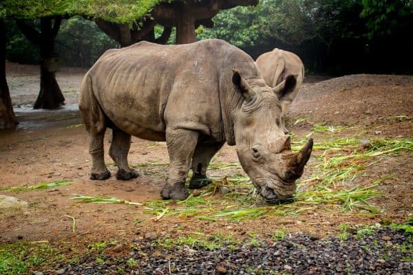 This Rhino Nearly Died at Two Months Old and Now, She Has 3 Calves - A ...