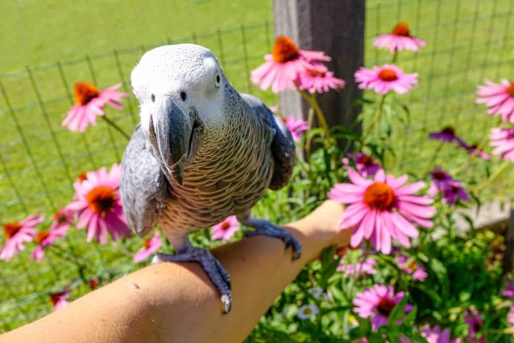 Outliving Their Owners, Parrots Face a Hidden Battle with Grief - A-Z ...