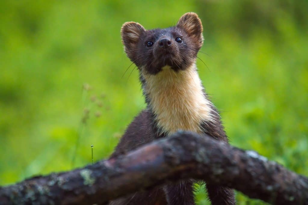 Once Thought Extinct, the Coastal Marten Is Still Holding On—Here’s ...
