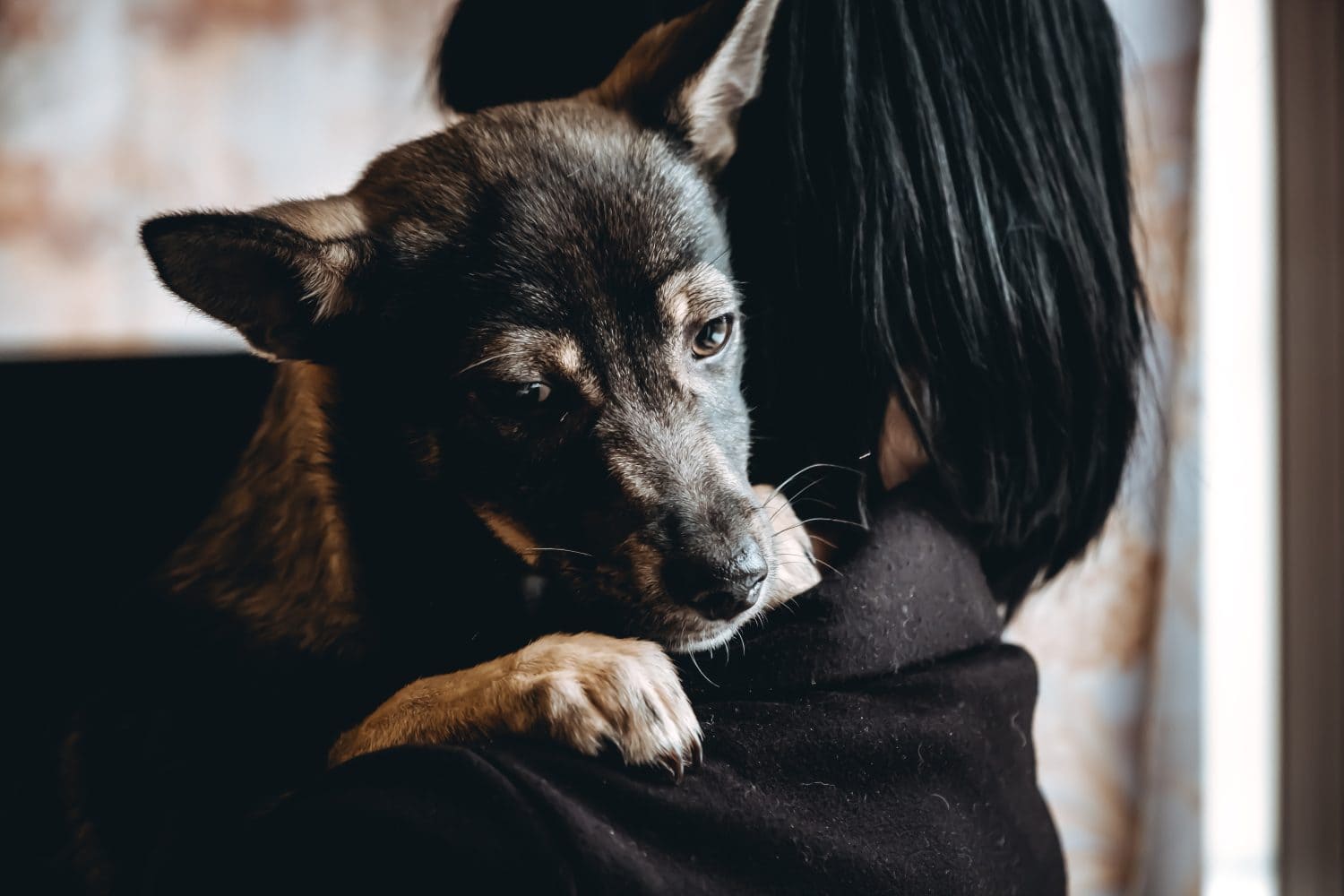 The Science Behind the Pain of Losing a Beloved Pet - A-Z Animals