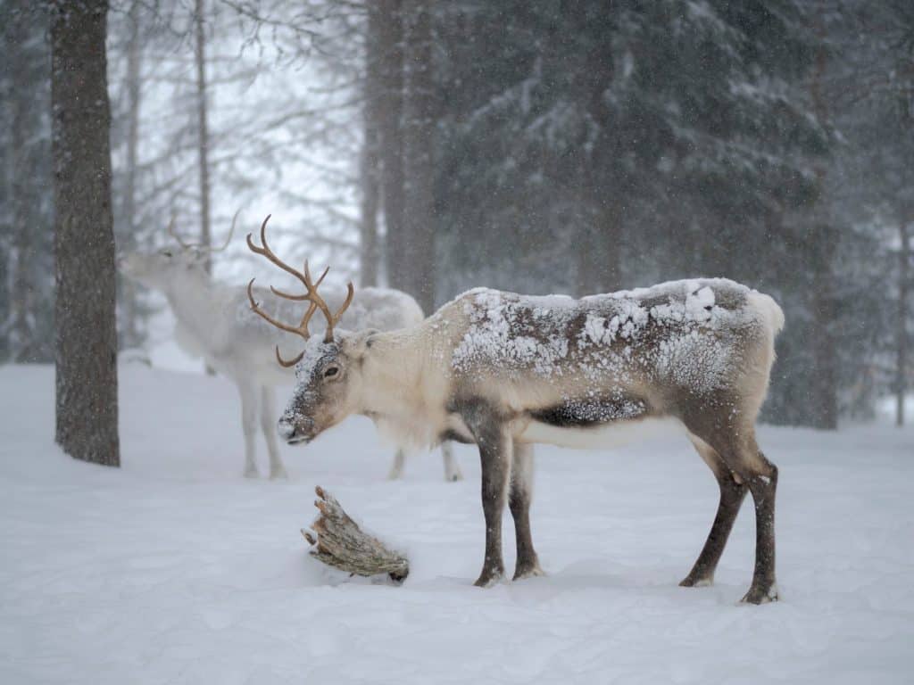 Reindeer Dig, Ptarmigans Feast: The Tundra’s Unseen Alliance - A-Z Animals