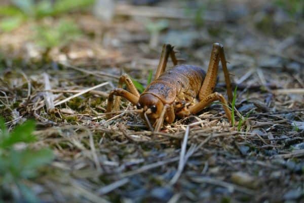The God of Ugly Things: New Zealand's Massive Insect Treasure - A-Z Animals