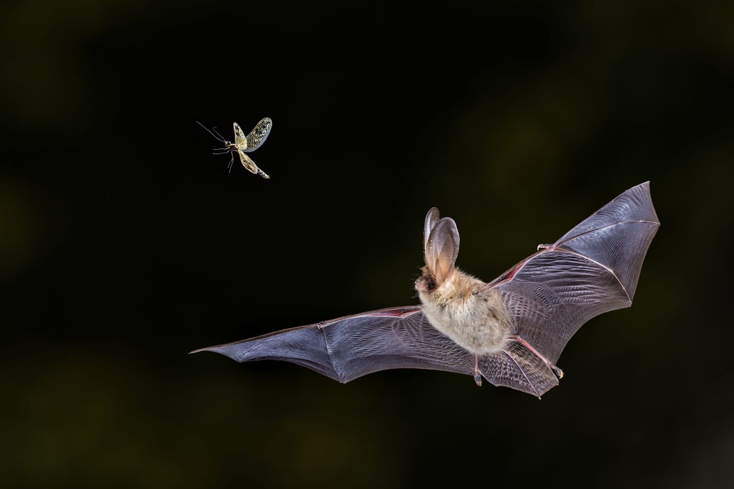 Why This Bat’s Ears Are Almost as Long as Its Body - A-Z Animals
