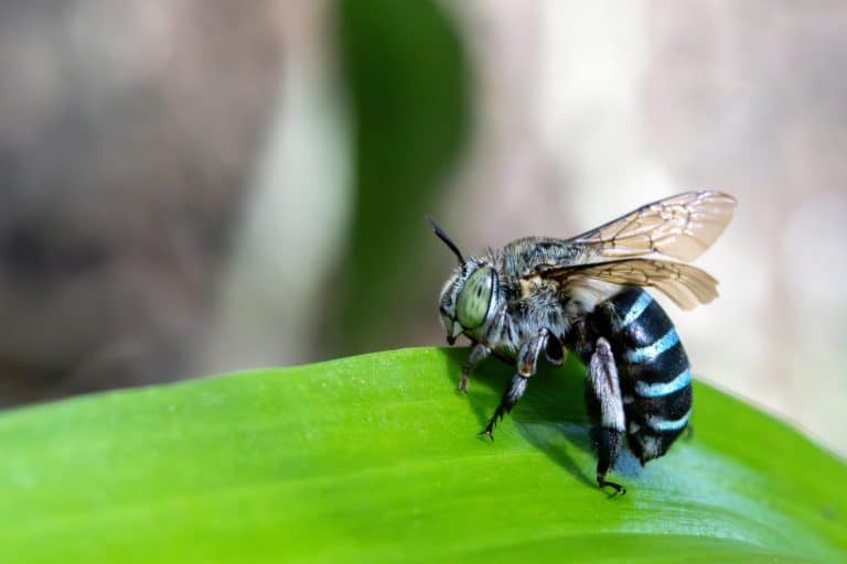 Have You Ever Seen a Blue Bee? - A-Z Animals