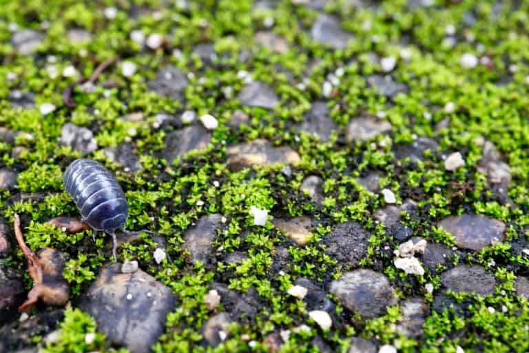 Pill Bugs Breathe Through Gills. So How Do They Survive on Land? - A-Z ...
