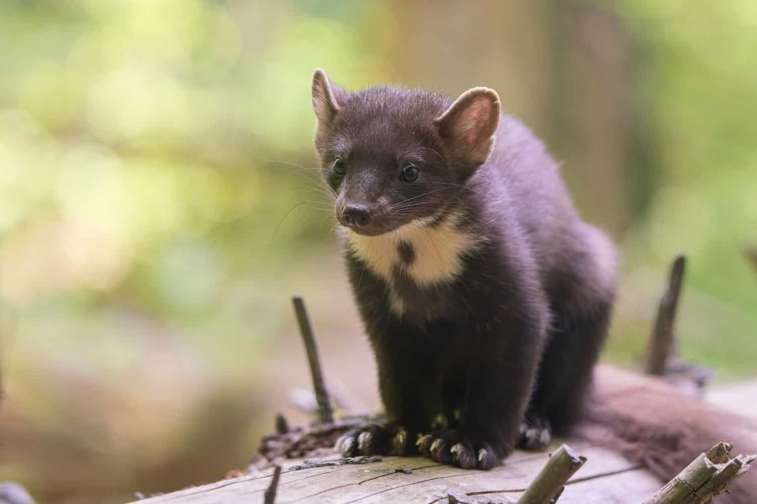 Once Thought Extinct, the Coastal Marten Is Still Holding On — Here's ...