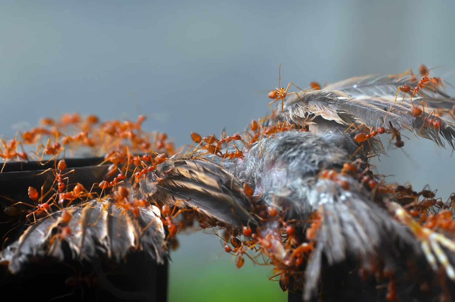 Why Some Birds Let Ants Crawl All Over Their Bodies - A-Z Animals