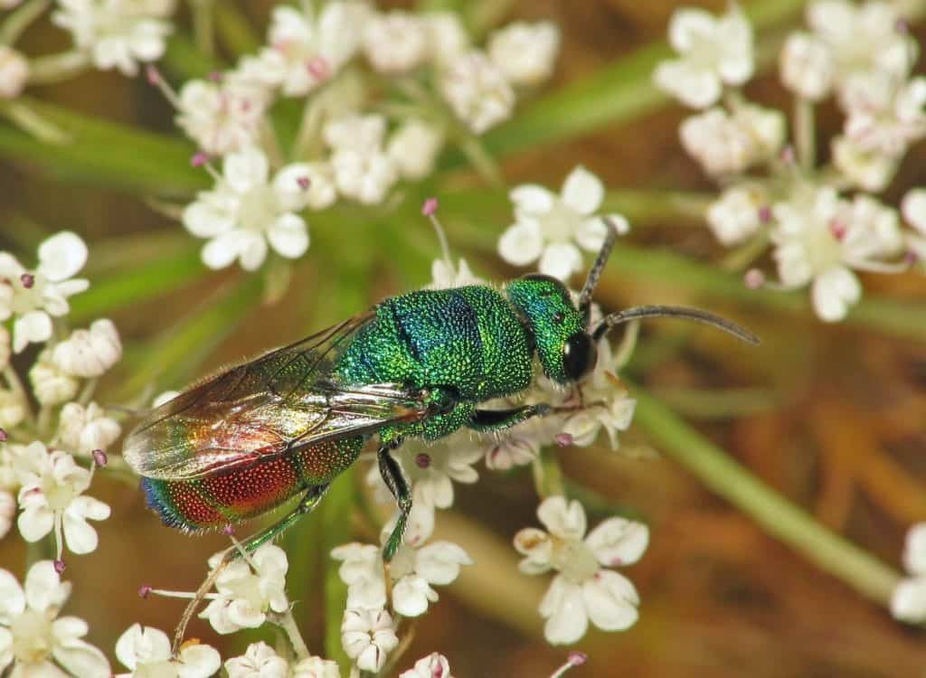 Evolution’s Darkest Trick: How Jewel Wasps Turn Prey Into Living Food ...