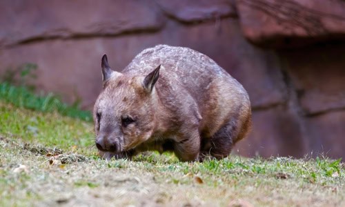 Wombat Gates: Rather Than Trying to Keep Them Out, Farmers are Now ...