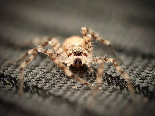 This Spider Is Clutching Parasites, Not Pearls - A-Z Animals