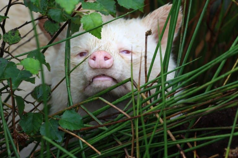 IMG Boa Constrictor Animal Facts - Boa constrictor - A-Z Animals