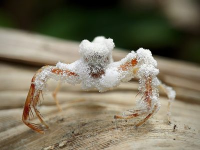 How a Hidden Fungus Outsmarts Spiders—And Why It’s Named for David ...