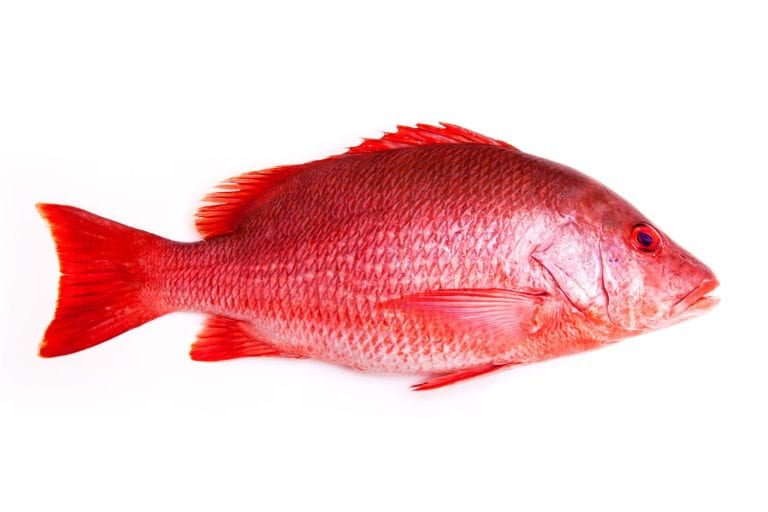 18 Types of Trophy Fish Found in the Gulf of Mexico Ranked by Size - A ...