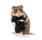 The Wild Hamster That Grows 3X the Size of Its Domesticated Relatives ...