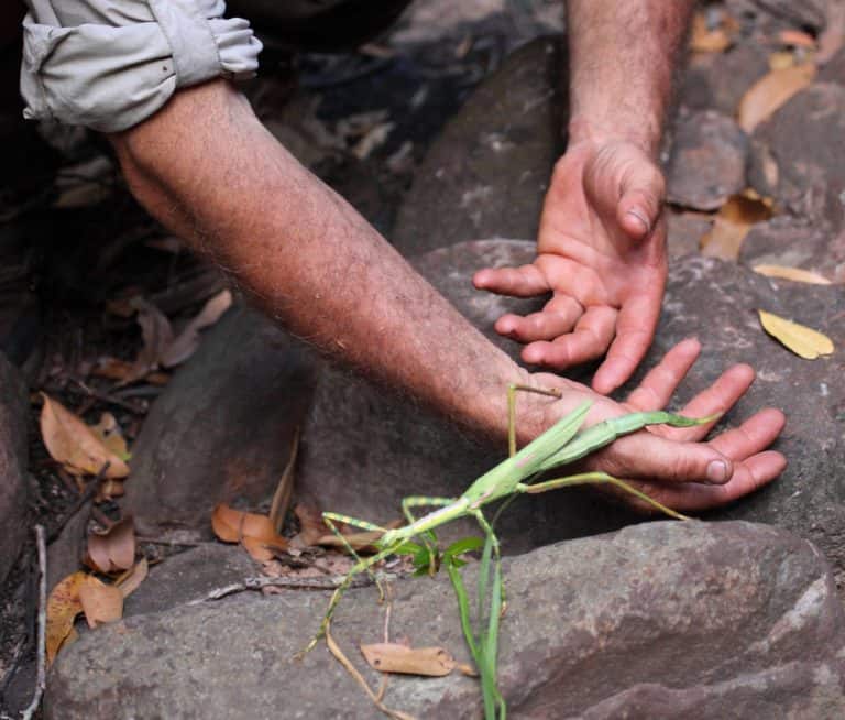 Why This Massive Stick Insect Looks Like a Branch and Acts Like a ...