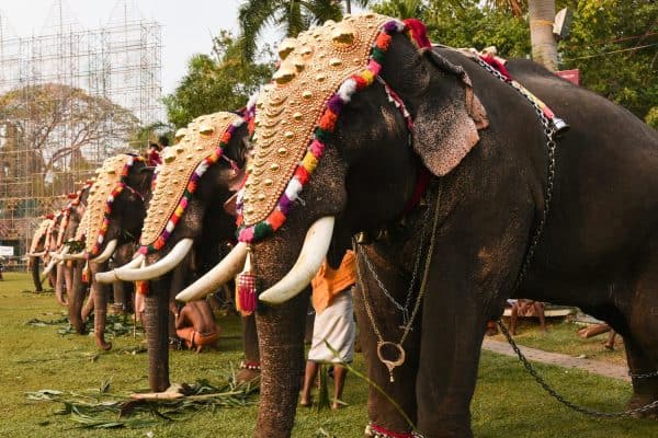 Elephants Are Worshipped as Gods—But Their Sacred Status Doesn’t Always ...