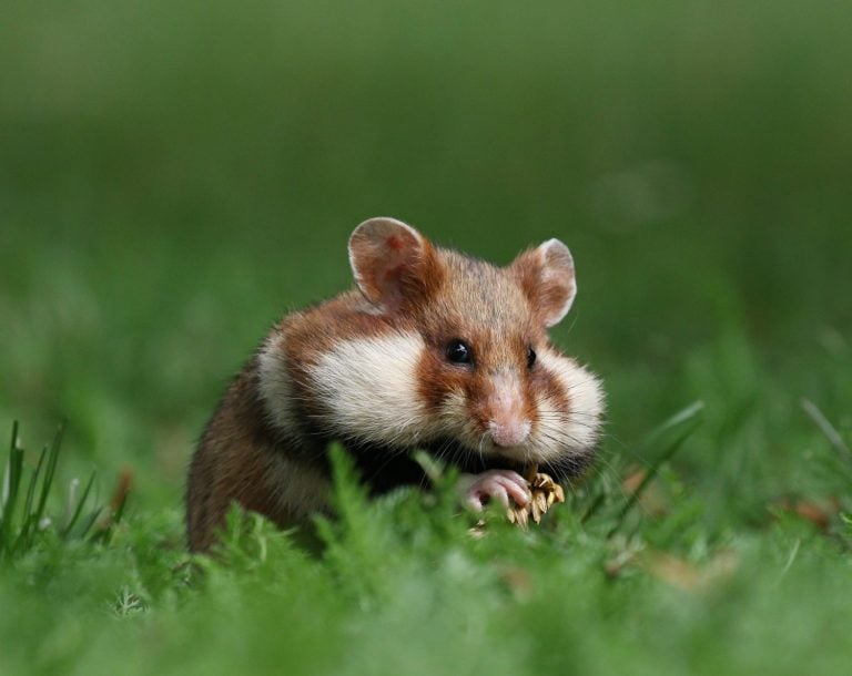 The Wild Hamster That Grows 3X the Size of Its Domesticated Relatives ...