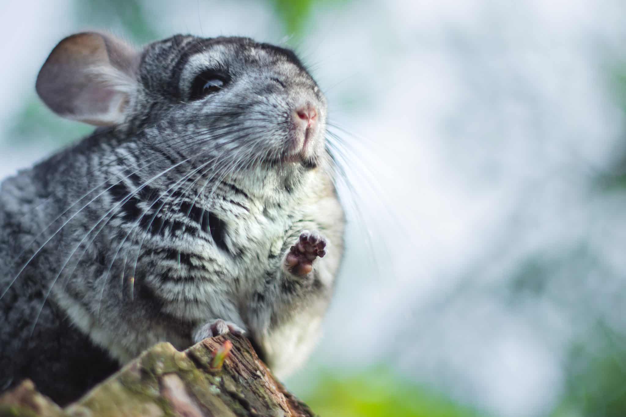 The Andes’ Living Cloud: How the Chinchilla’s "Super Fur" Redefines ...