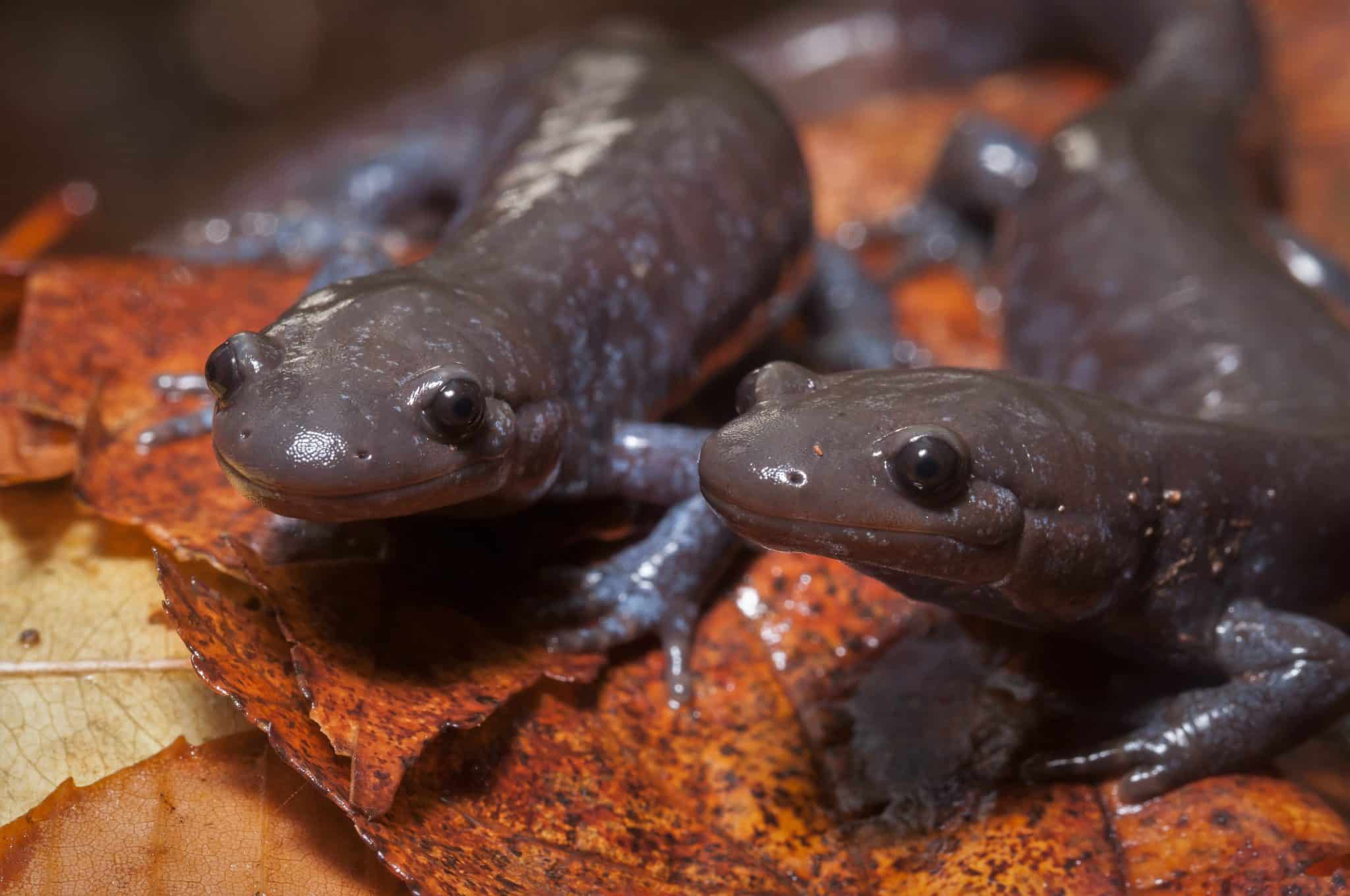 Everything You Need to Know About Salamander Teeth - A-Z Animals
