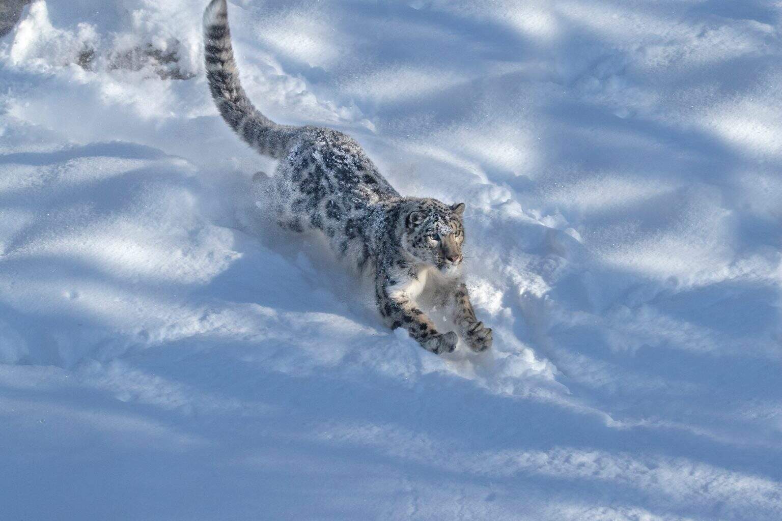 A Narrow Escape: Ibex vs. Snow Leopard - A-Z Animals