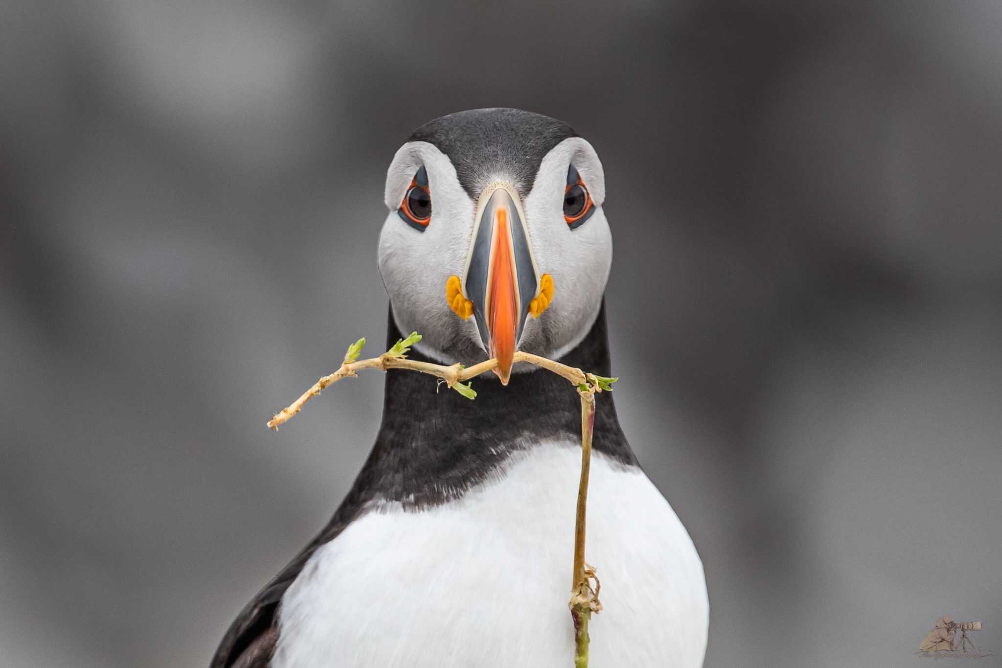Skomer Island: A Puffin Paradise - A-Z Animals