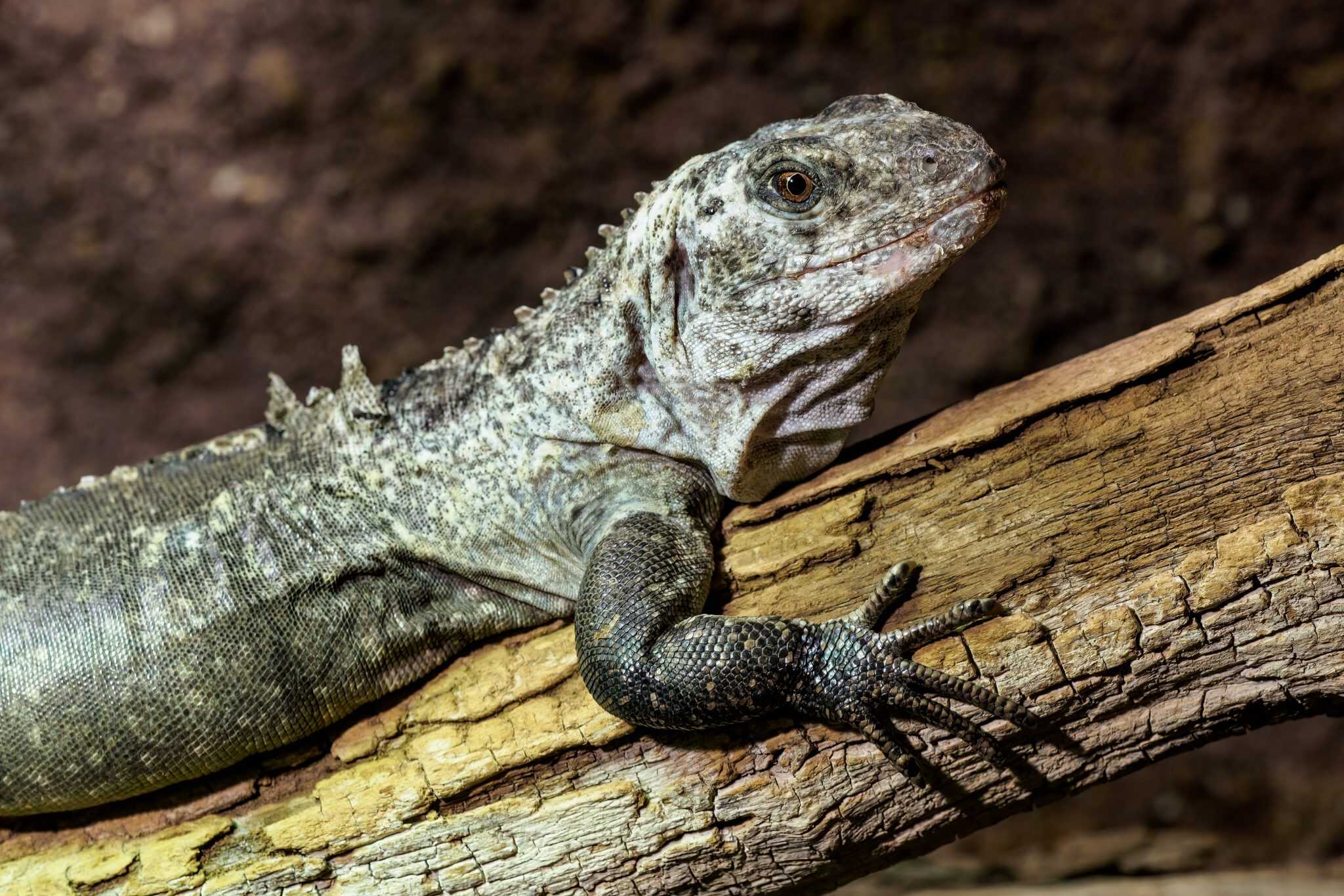Animals With Unusual Ears—and Why They Matter - A-Z Animals