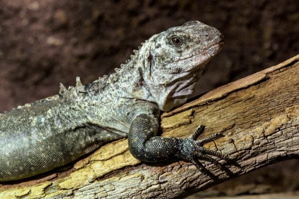 Animals With Unusual Ears—and Why They Matter - A-Z Animals