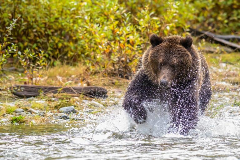 Watch Two Massive Grizzlies Explode Into a Wild Roadside Fight - A-Z ...