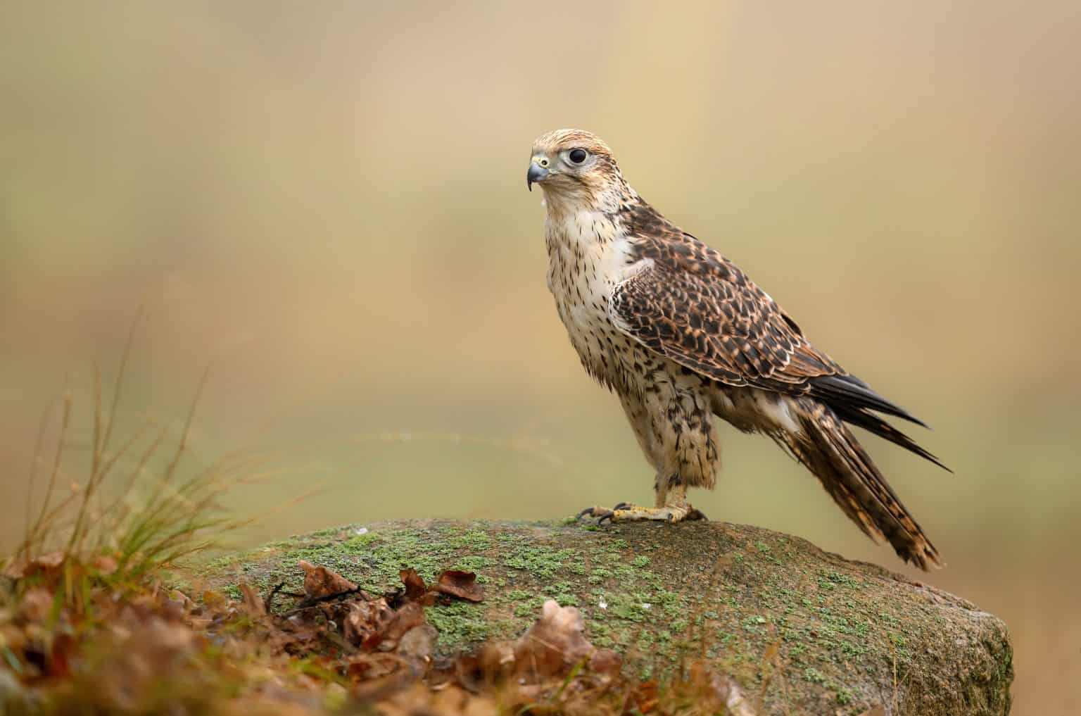 Will These Vulnerable Wildlife Species Survive 2026? - A-Z Animals