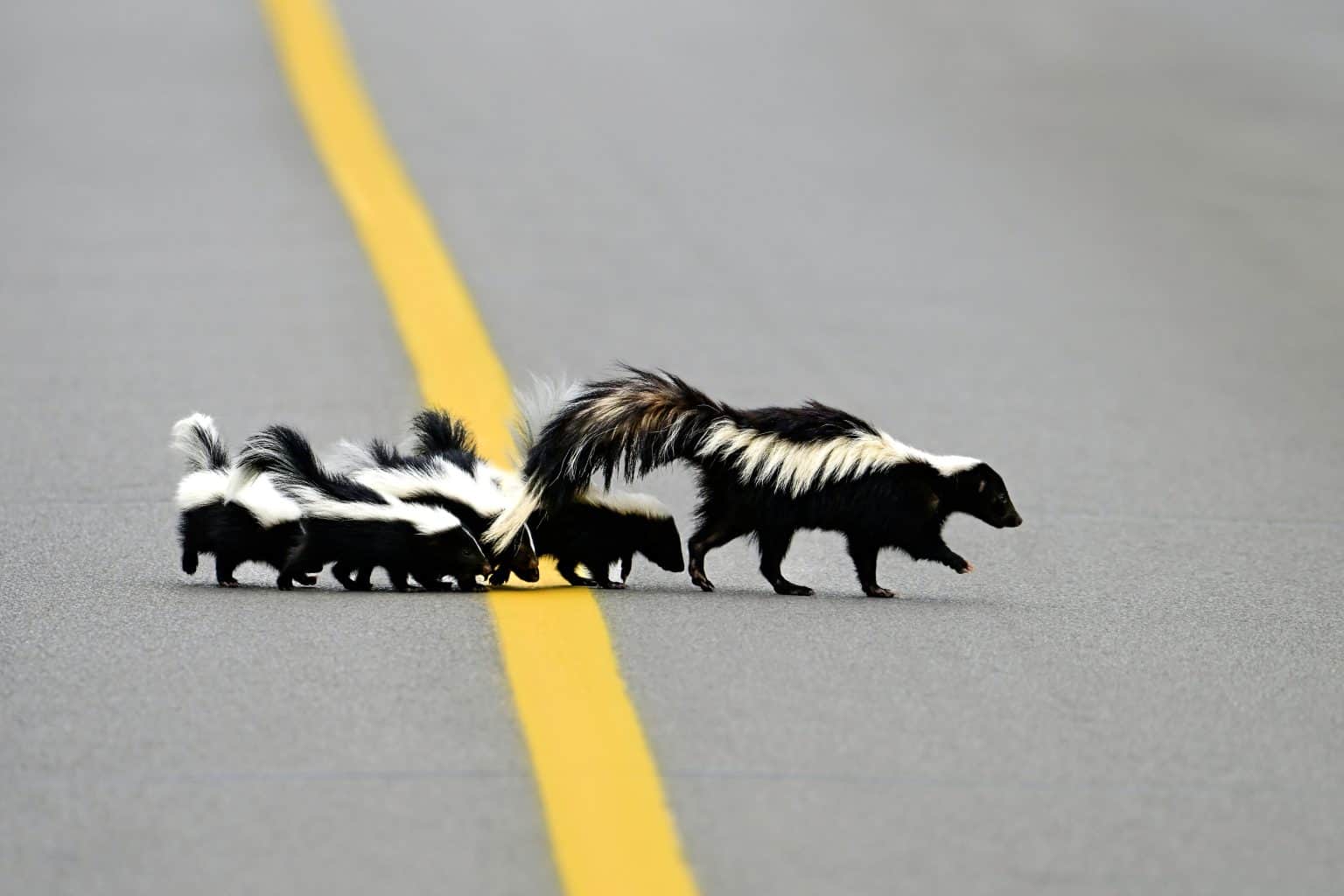 Why Skunk Roadkill Spikes Every February Across the US - A-Z Animals