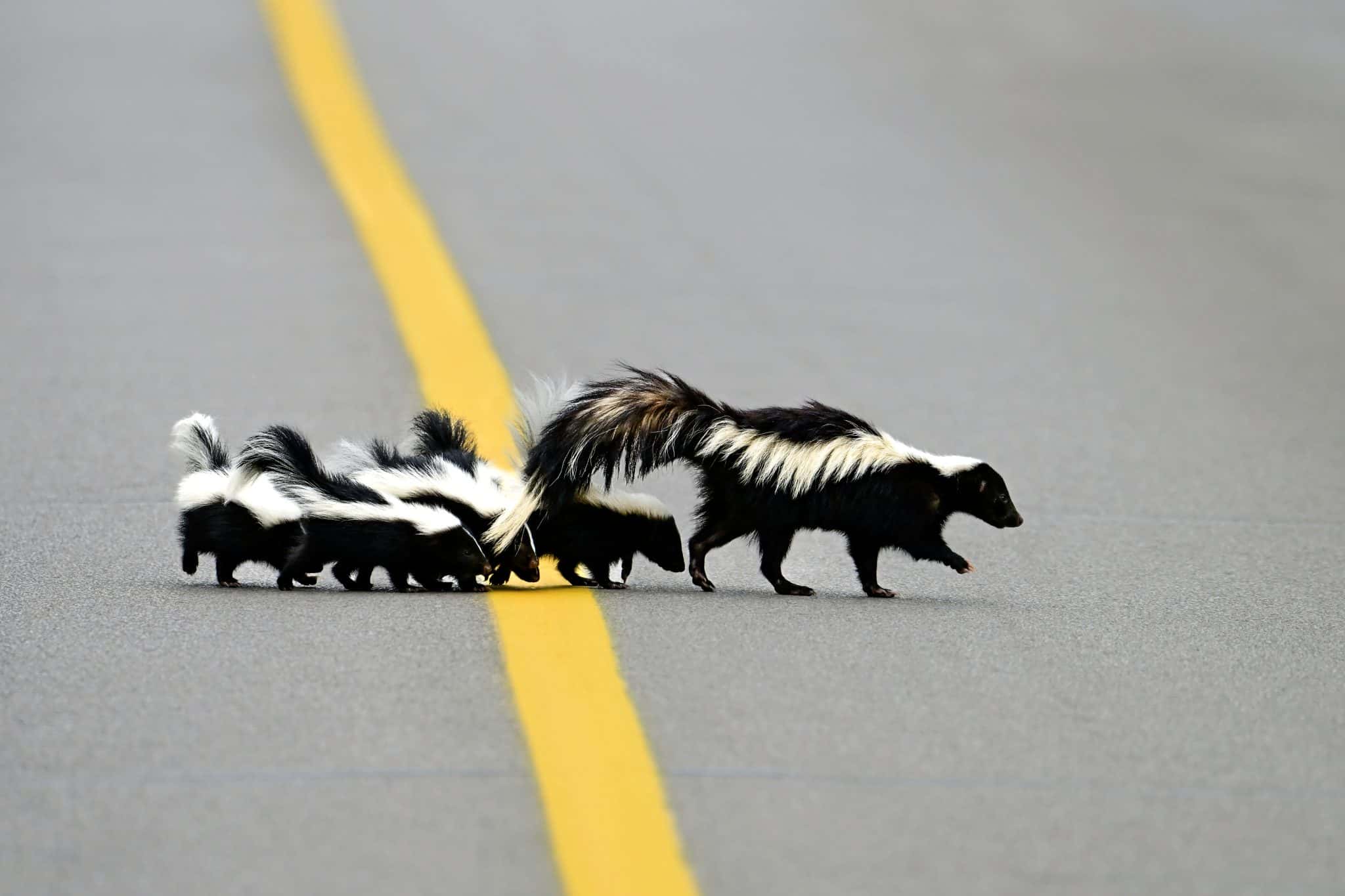 Why Skunk Roadkill Spikes Every February Across the US - A-Z Animals