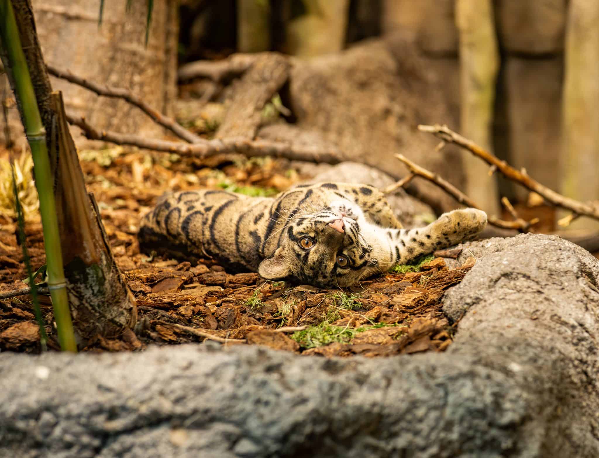 Discover Why Turtles and Tortoises Can Live So Long - A-Z Animals