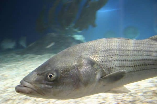 Black Bass Animal Facts - Micropterus - A-Z Animals